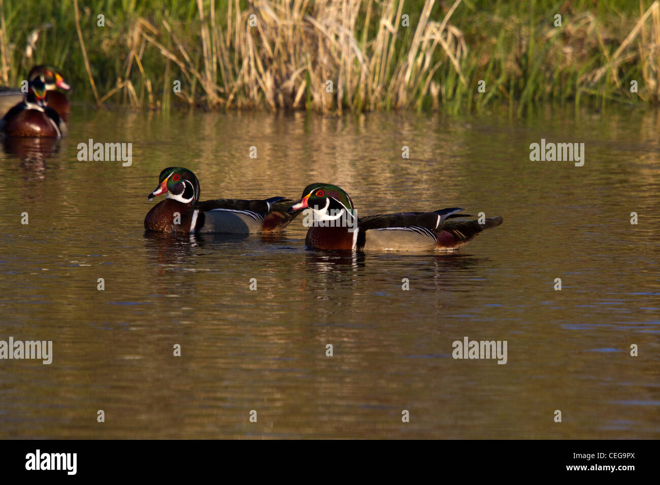 Male wood ducks in spring Stock Photo - Alamy
