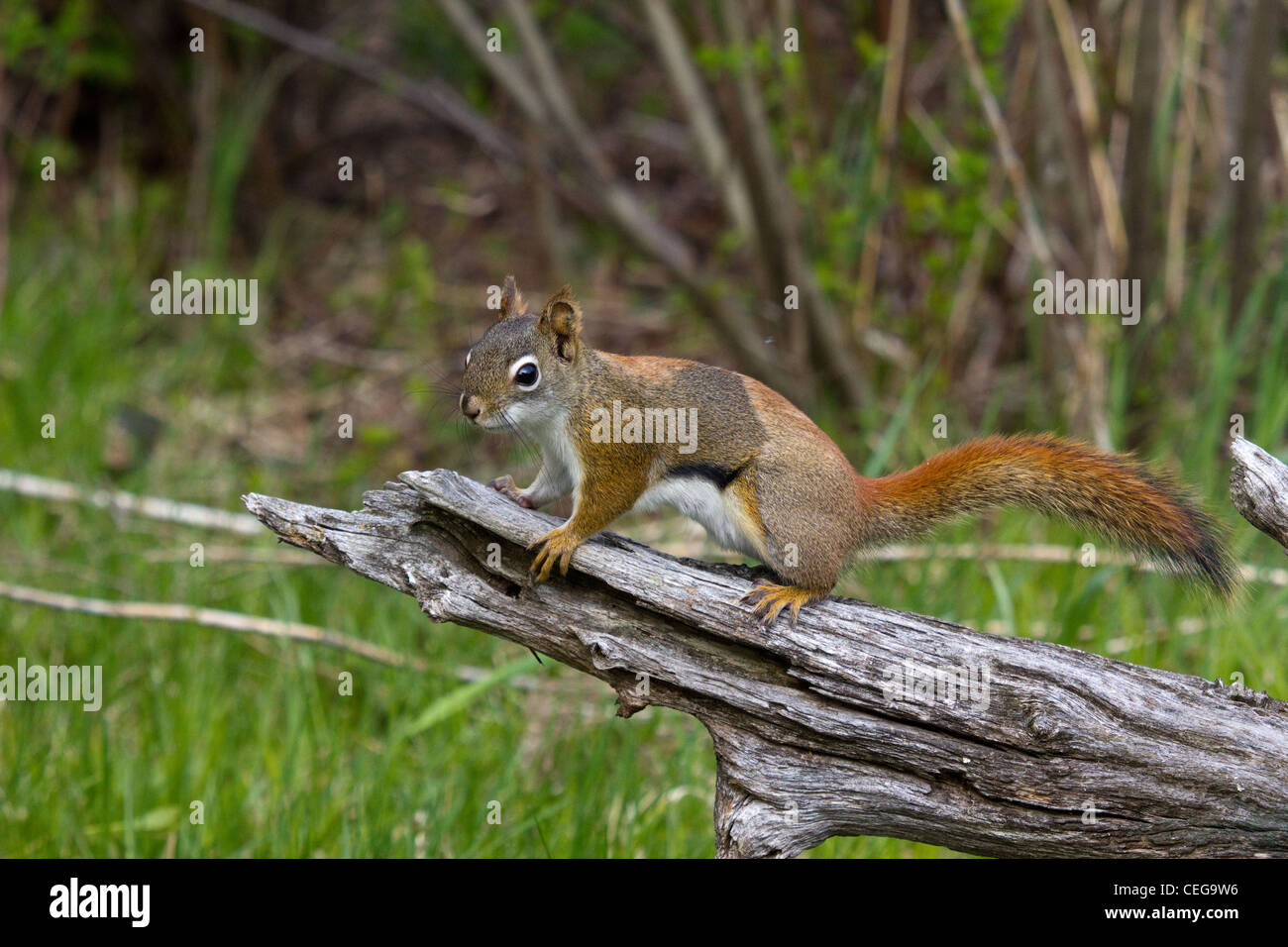 North american rodent hi-res stock photography and images - Alamy