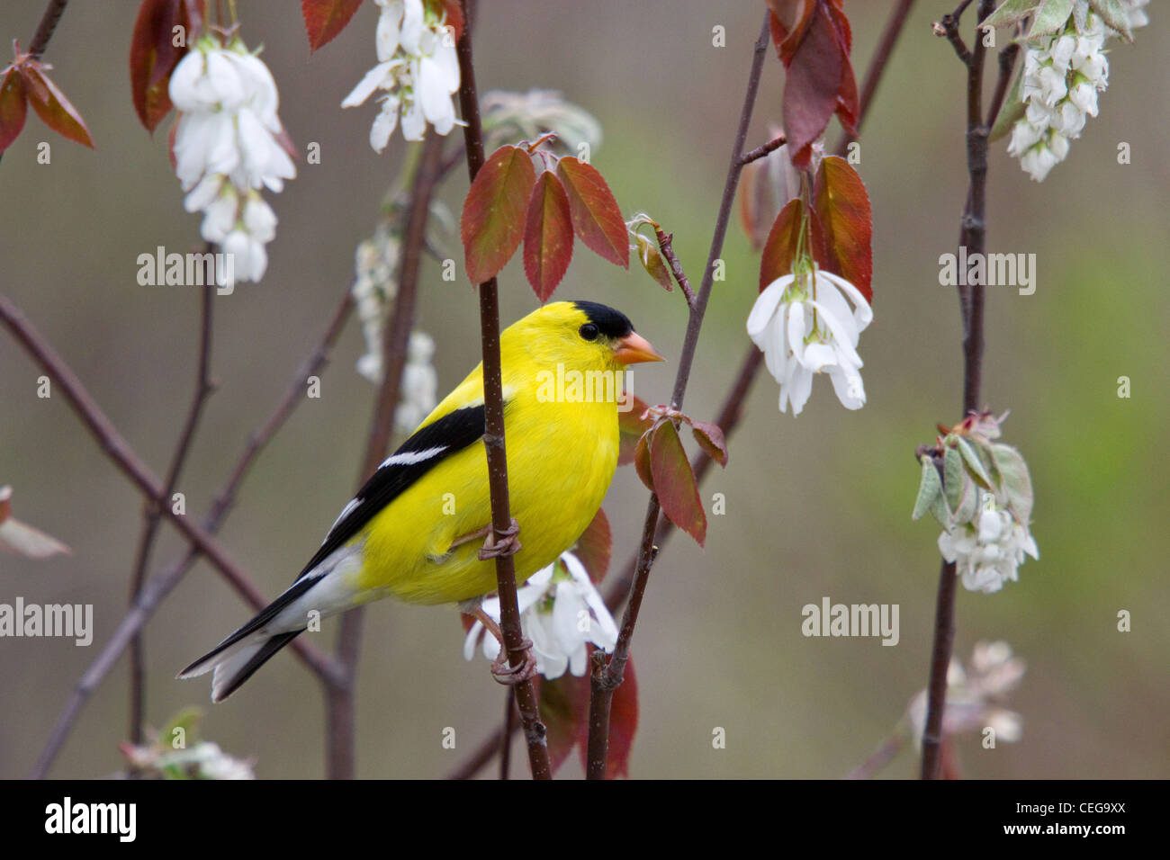 American goldfinch hi-res stock photography and images - Alamy