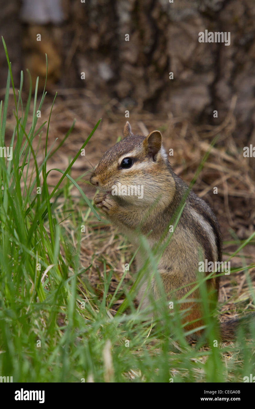 North american snakes hi-res stock photography and images - Alamy