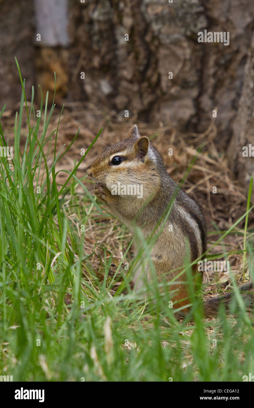 North american snakes hi-res stock photography and images - Alamy