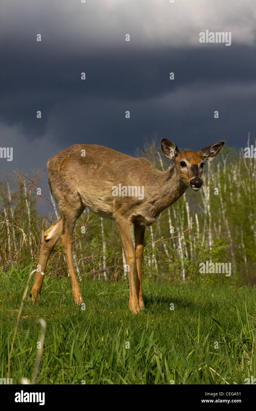 White-tailed deer under a storm cloud Stock Photo - Alamy