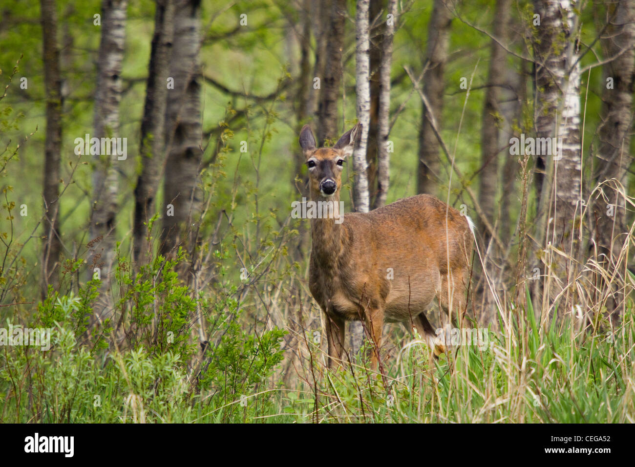 Pregnant doe hi-res stock photography and images - Alamy