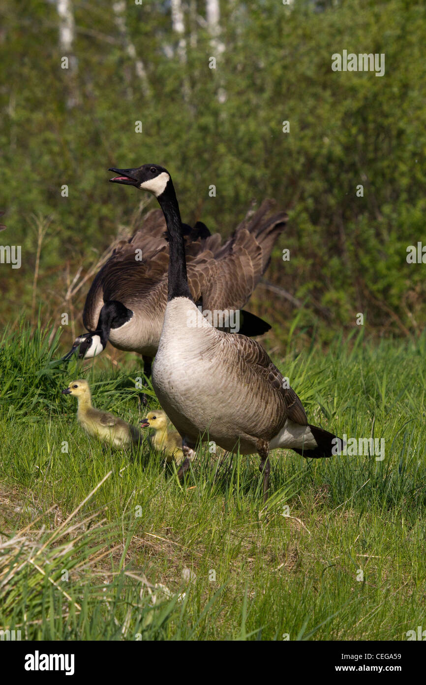 Protecting young geese hi-res stock photography and images - Alamy