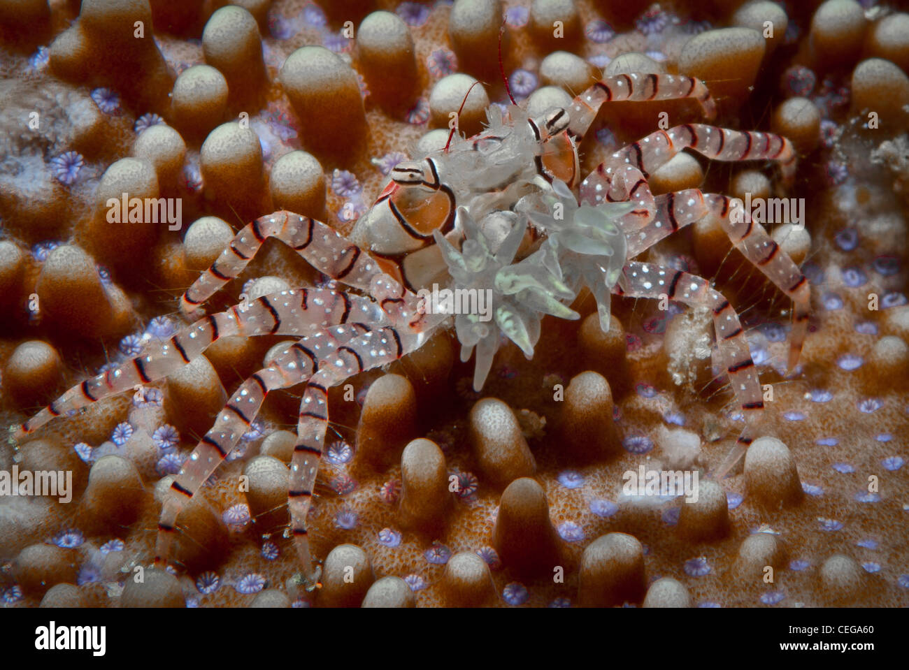 Boxer crab anemone hi-res stock photography and images - Alamy