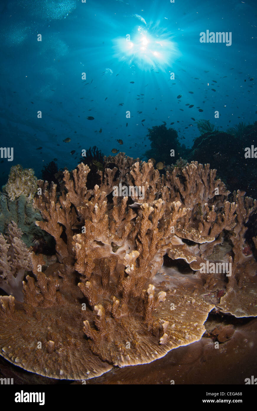 A brown acropora hard coral reef formation in Deep water by the Volcano ...
