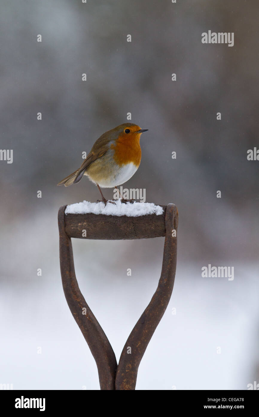 Garden robin snow hi-res stock photography and images - Alamy