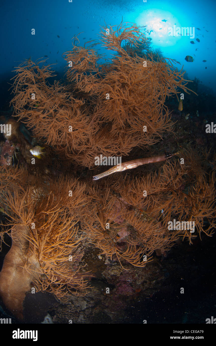 A trumpet fish swims in the middle of a huge black coral bush in ...