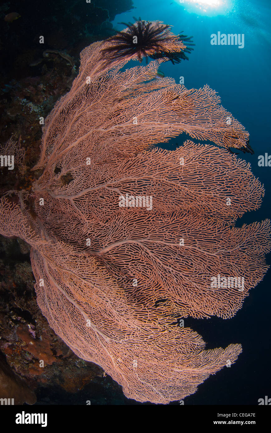 A pristine coral reef with Sea Fans ( gorgonias) in Indonesia Stock ...