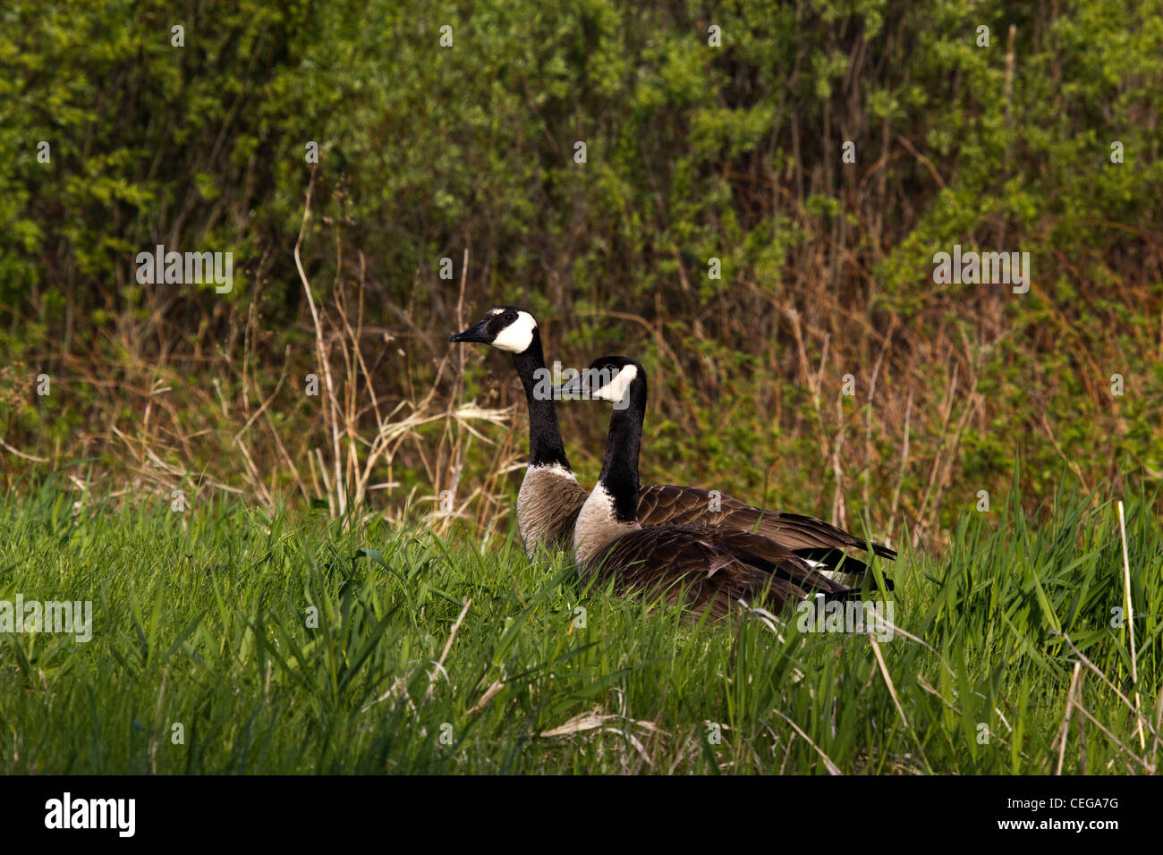 Female canadian geese hi-res stock photography and images - Alamy