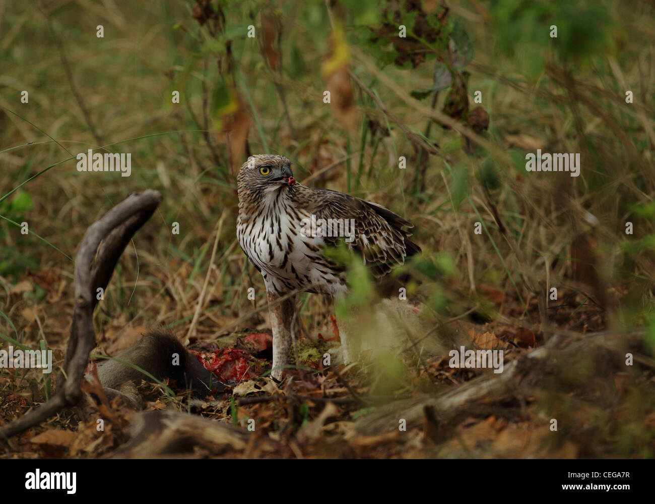 Changeable hawk eagle on a kill in Kanha National Park, India Stock ...