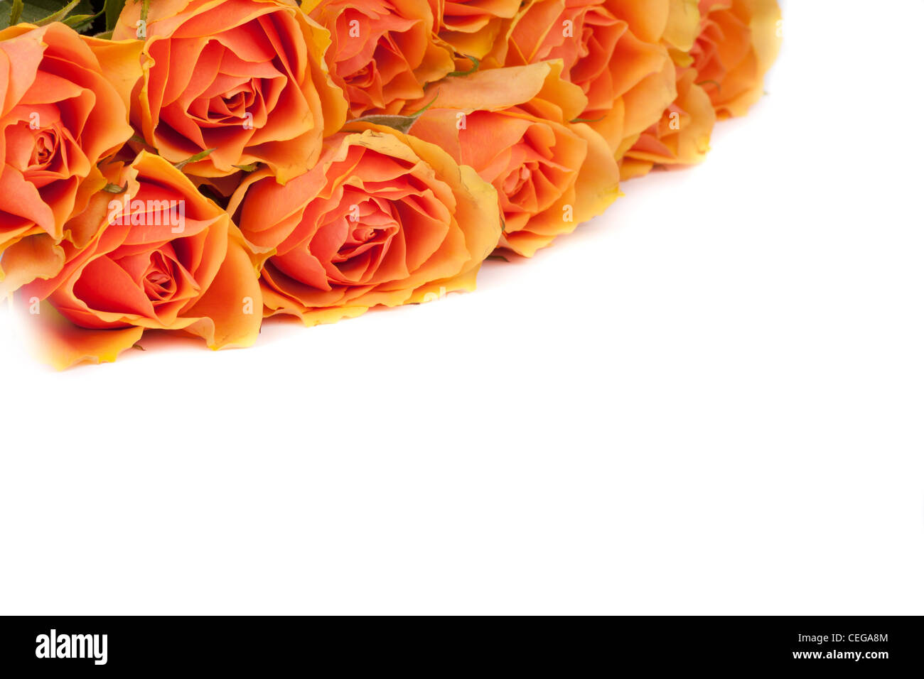 Beautiful background of salmon colored roses on white Stock Photo - Alamy