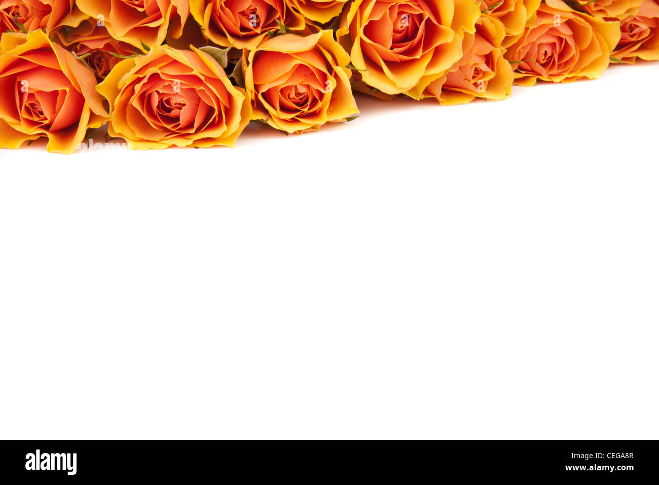 Beautiful background of salmon colored roses on white Stock Photo - Alamy