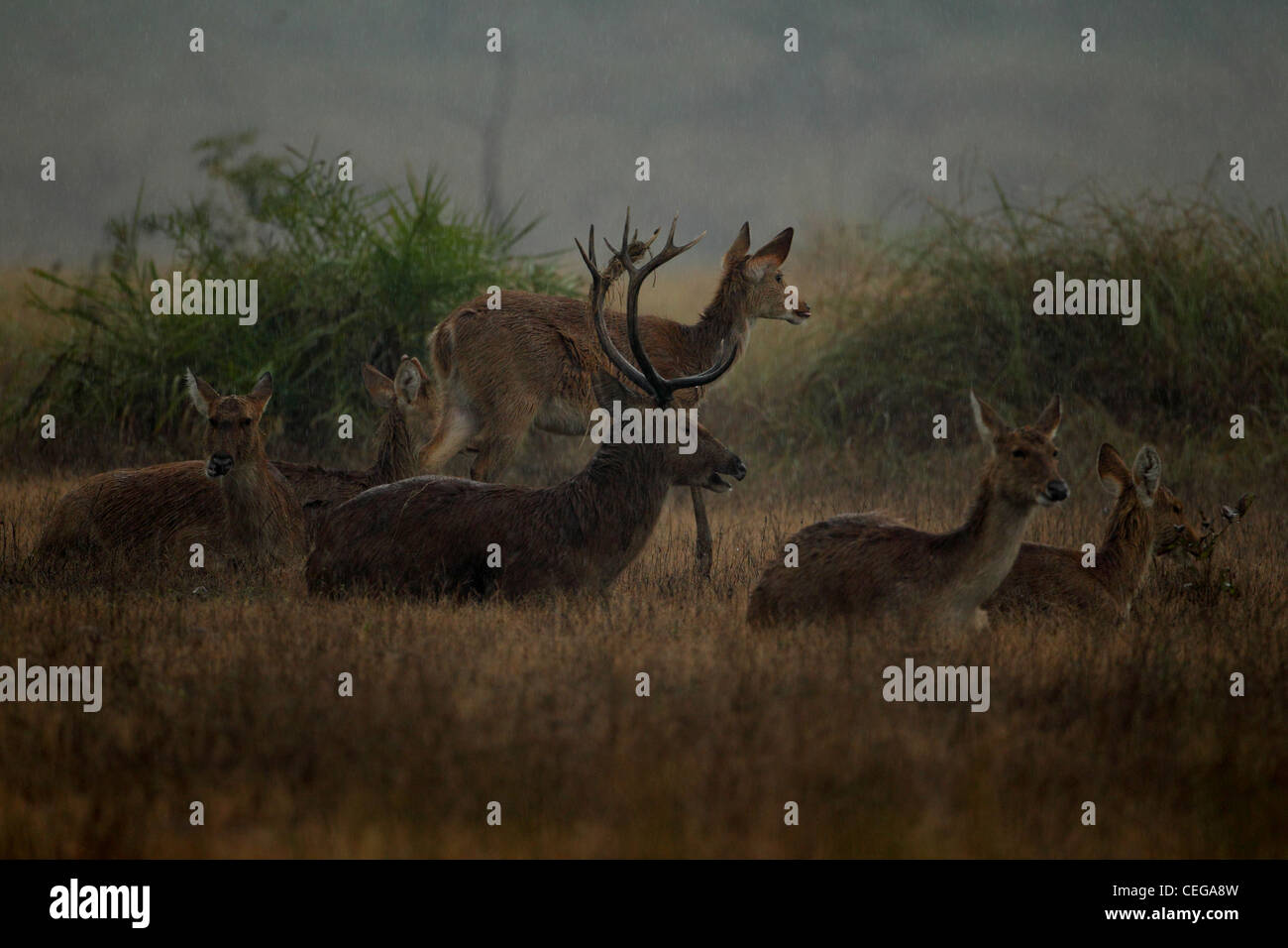 Swamp deer at Kanha National Park, India Stock Photo - Alamy