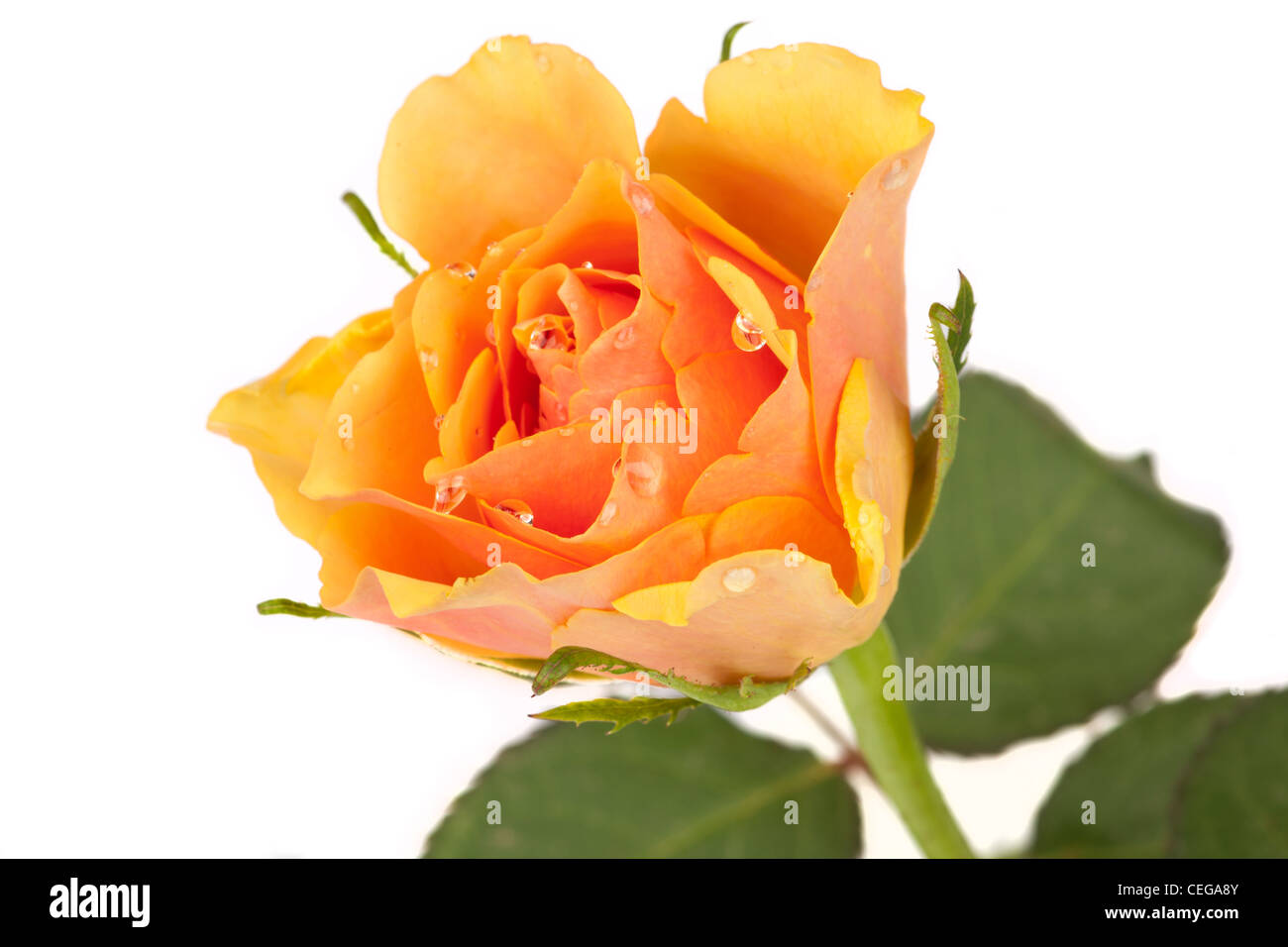 A single Rose blossom with water drops on white background Stock Photo ...