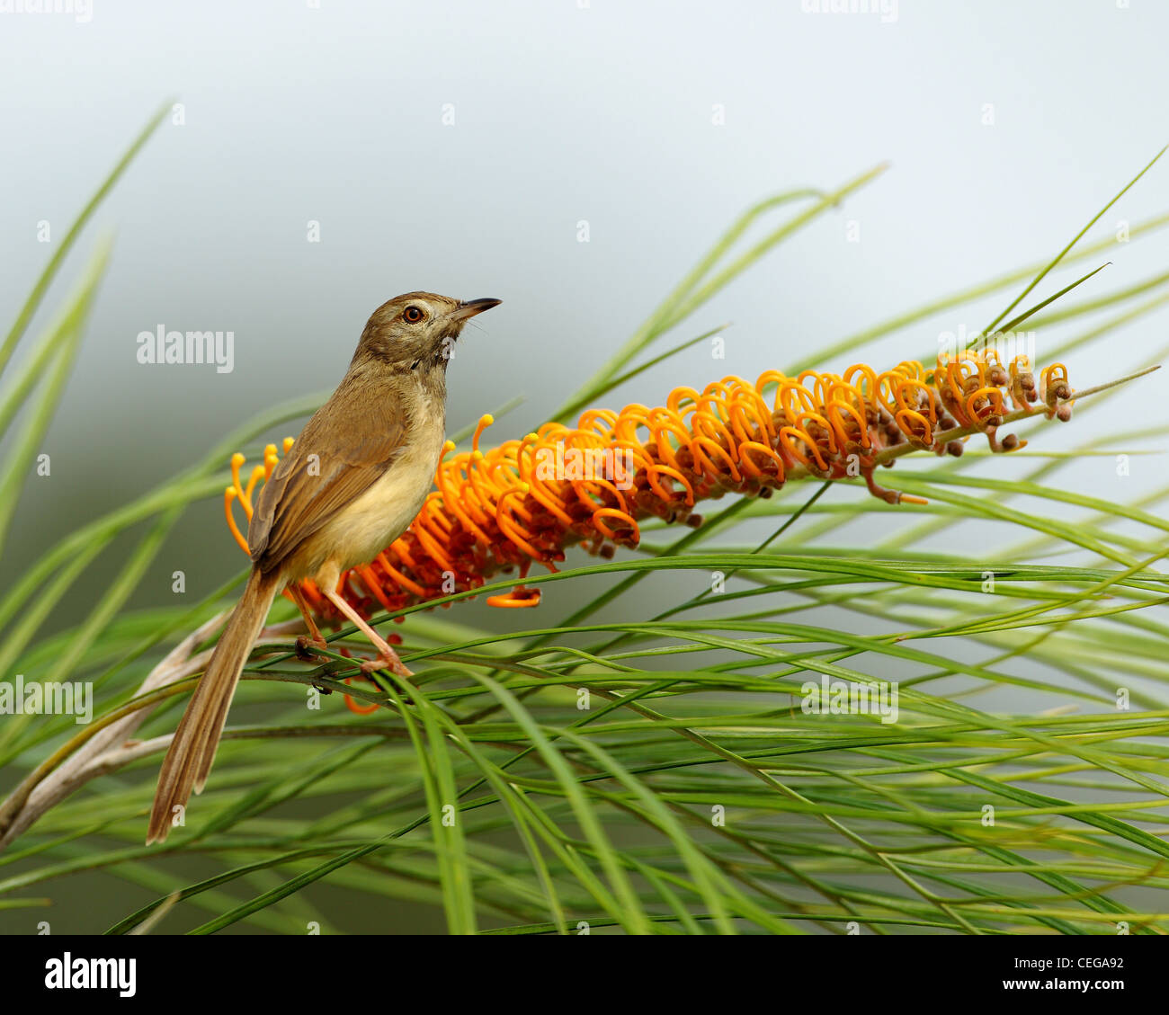 Prinia in Kanha National Park Stock Photo - Alamy