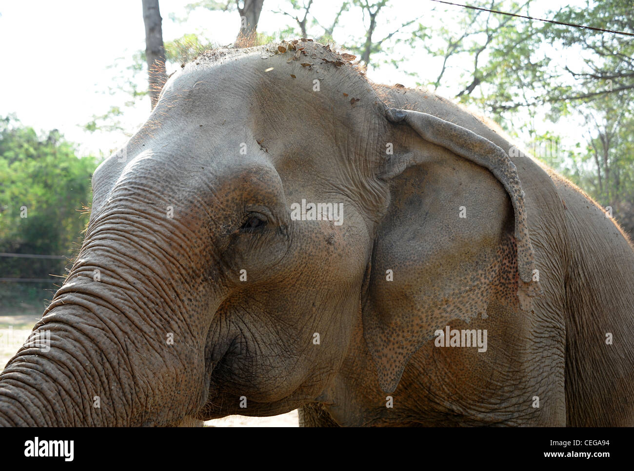 Old elephant caught from wild as baby. Endured life of hard labor ...
