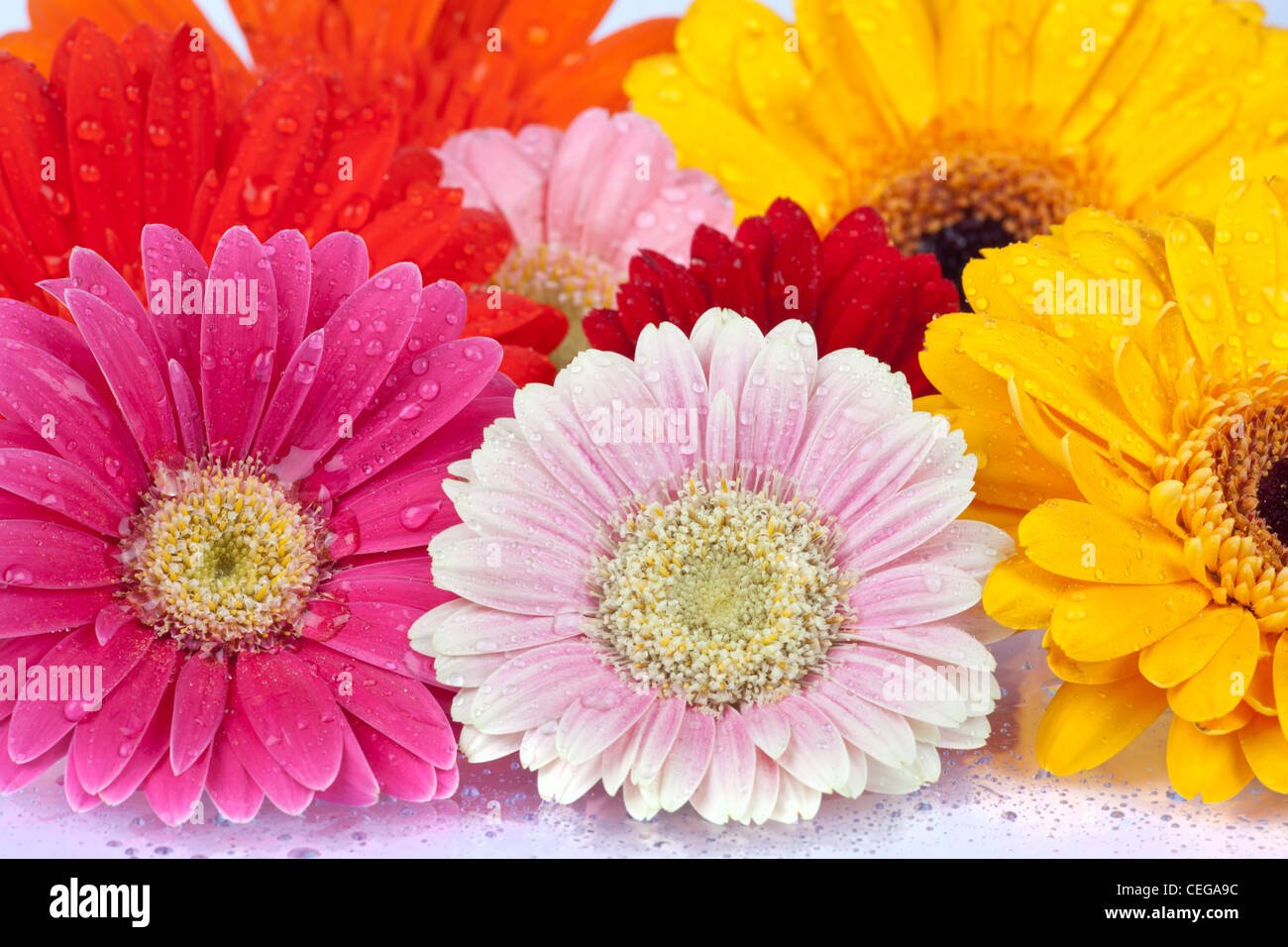 Background of colorful fresh daisy blossoms with water drops Stock ...