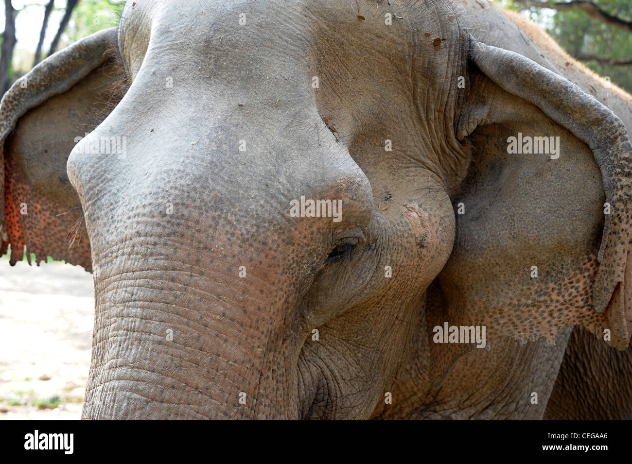 Scars And Marks High Resolution Stock Photography and Images - Alamy