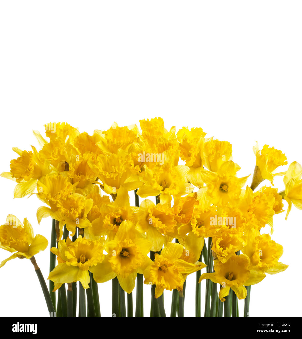 Group of daffodils on white background Stock Photo - Alamy