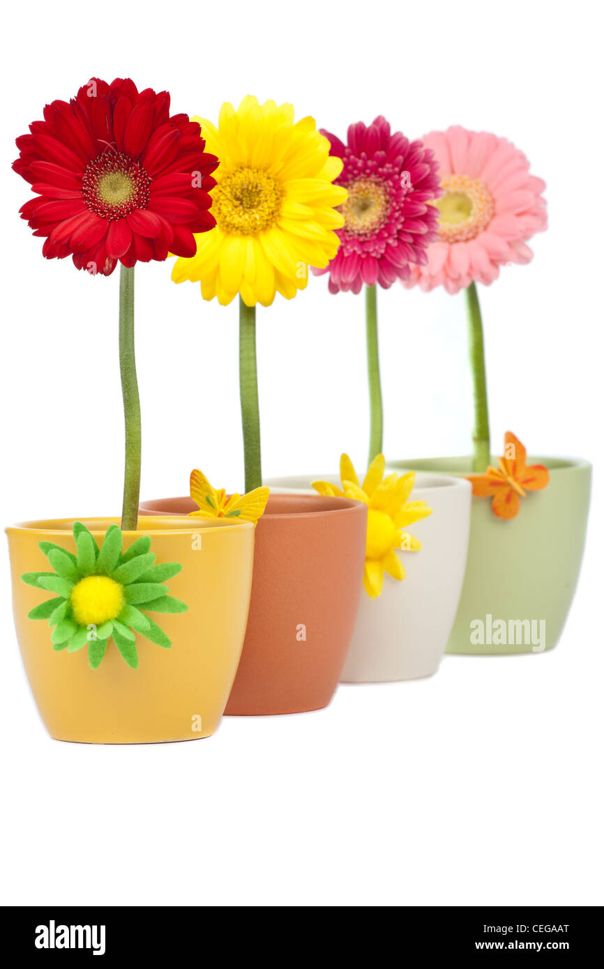 Four colorful daisy flowers in a row with pots on white background ...