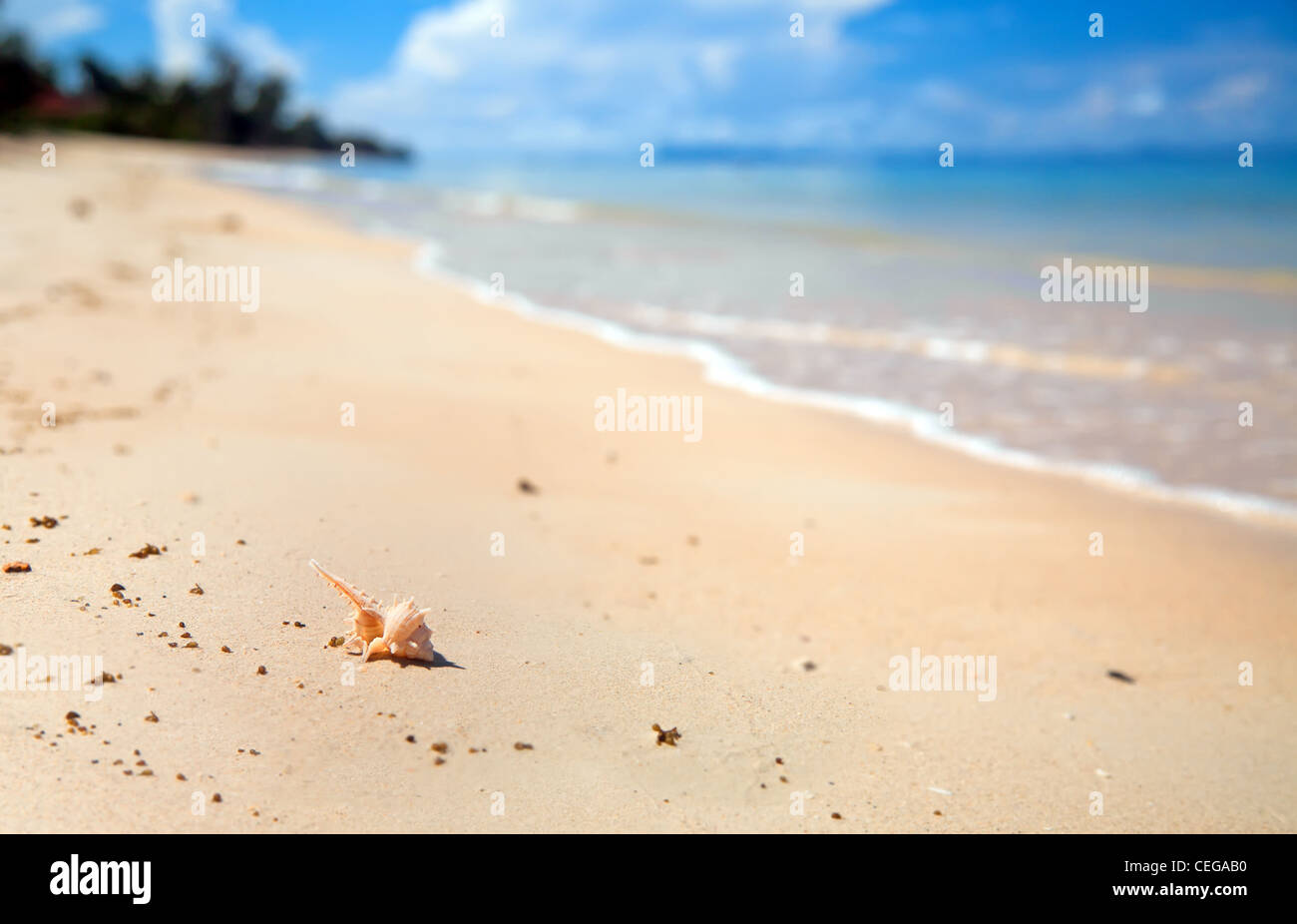 Seashell macro view on blur ocean with waves background Stock Photo - Alamy