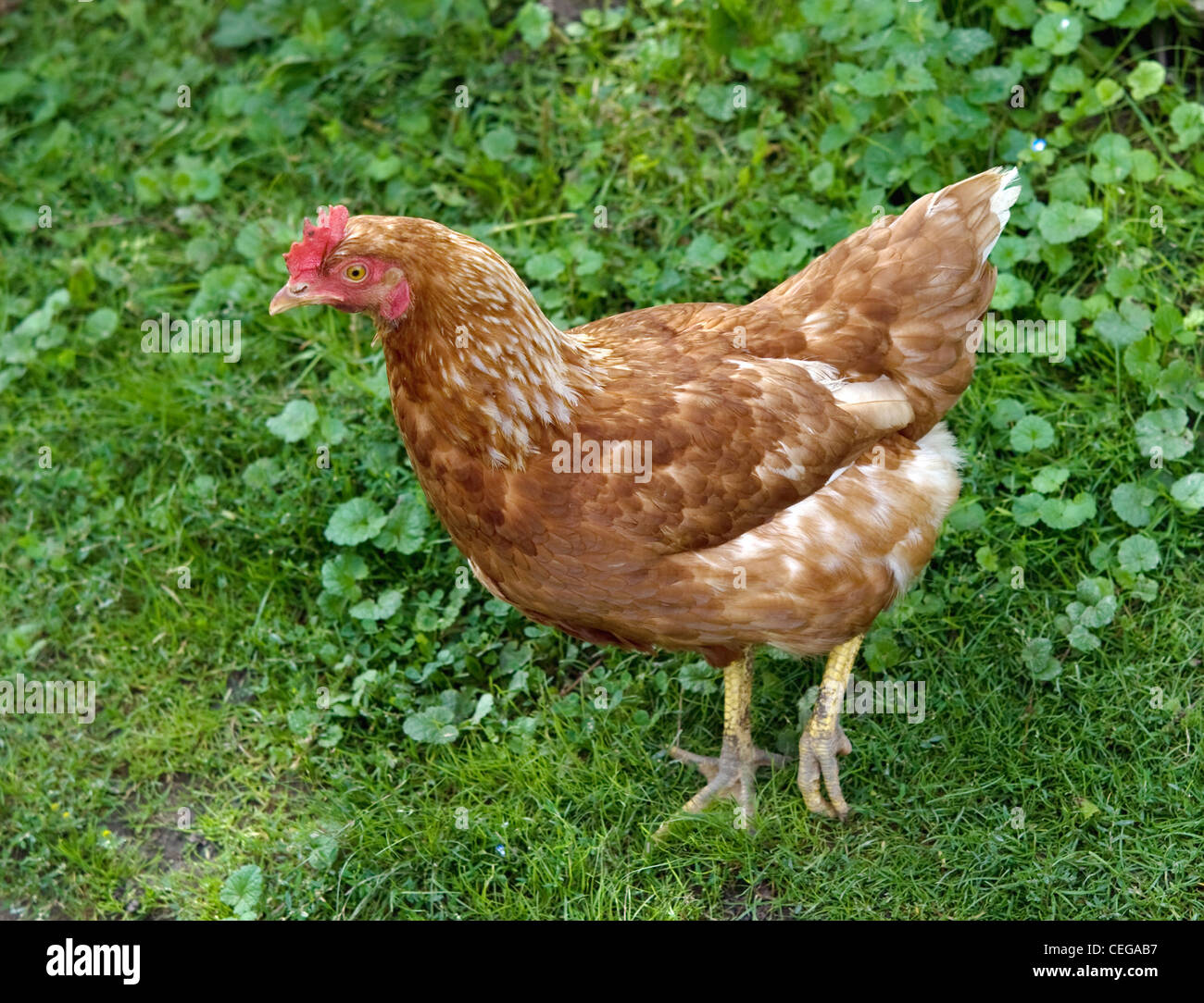 hen is on a background a green grass Stock Photo - Alamy