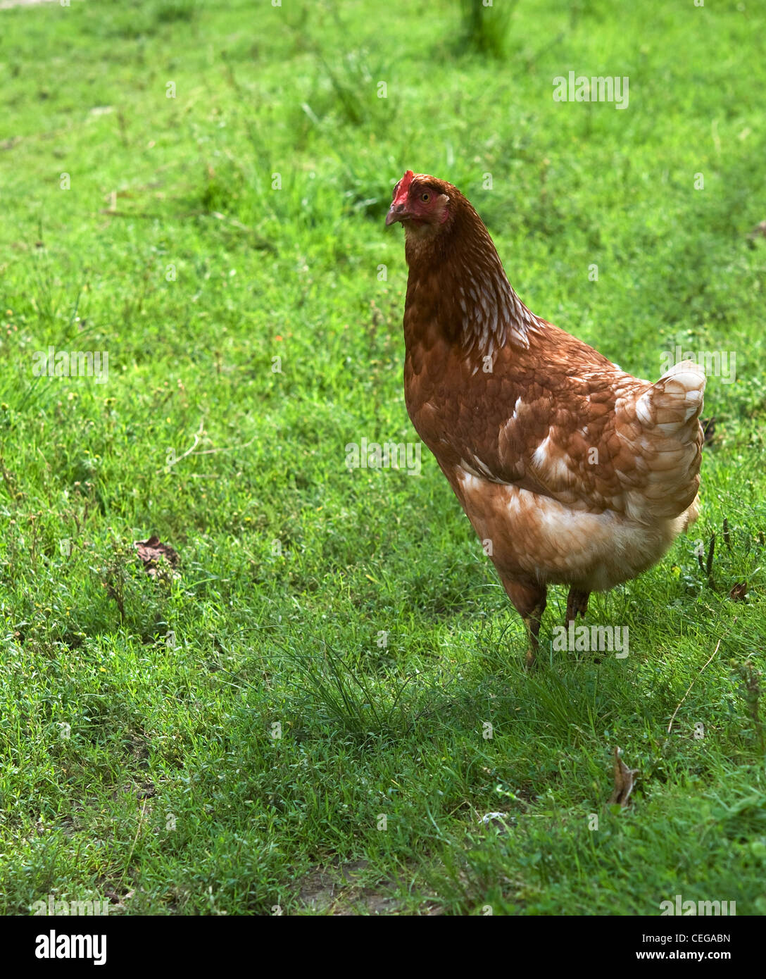 hen is on a background a green grass. Close up Stock Photo - Alamy