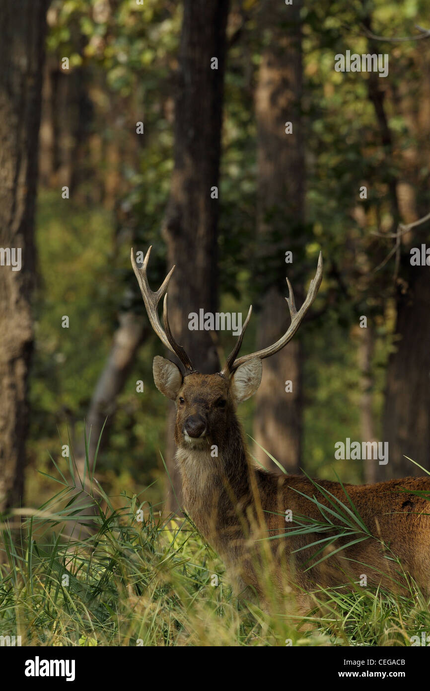 Kanha national park deer hi-res stock photography and images - Alamy