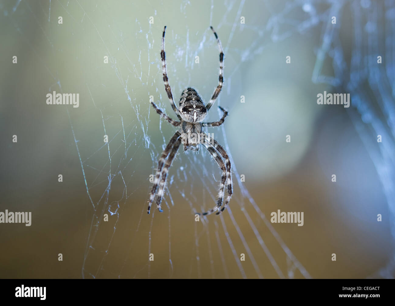 large spider on its web Stock Photo - Alamy