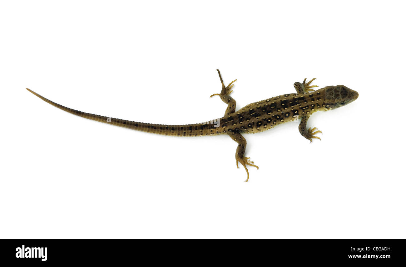 Lizard head Cut Out Stock Images & Pictures - Alamy