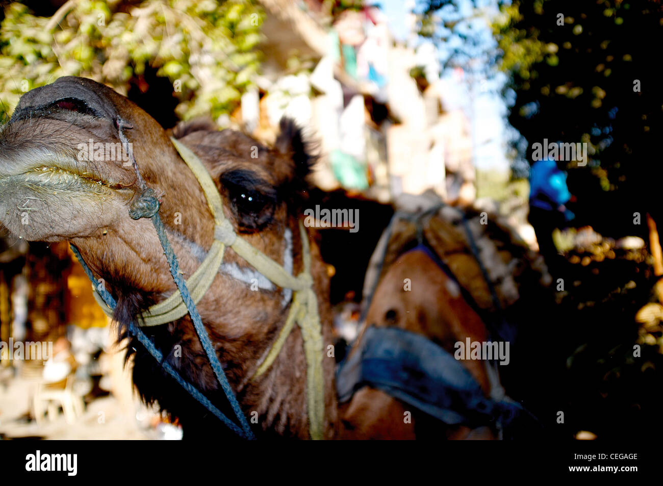 Working camel hi-res stock photography and images - Alamy