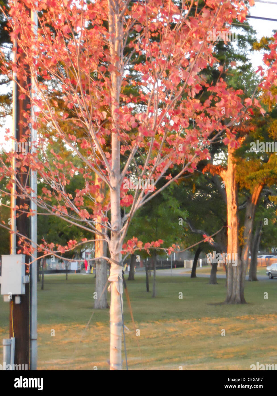 trees in autumn Stock Photo - Alamy