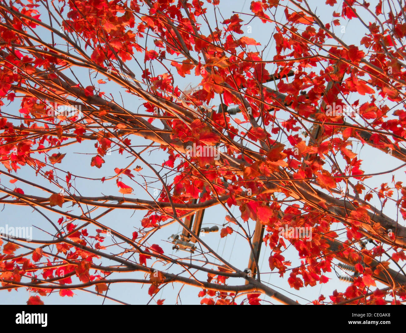 red trees and powerlines make for a pretty abstract shot Stock Photo ...