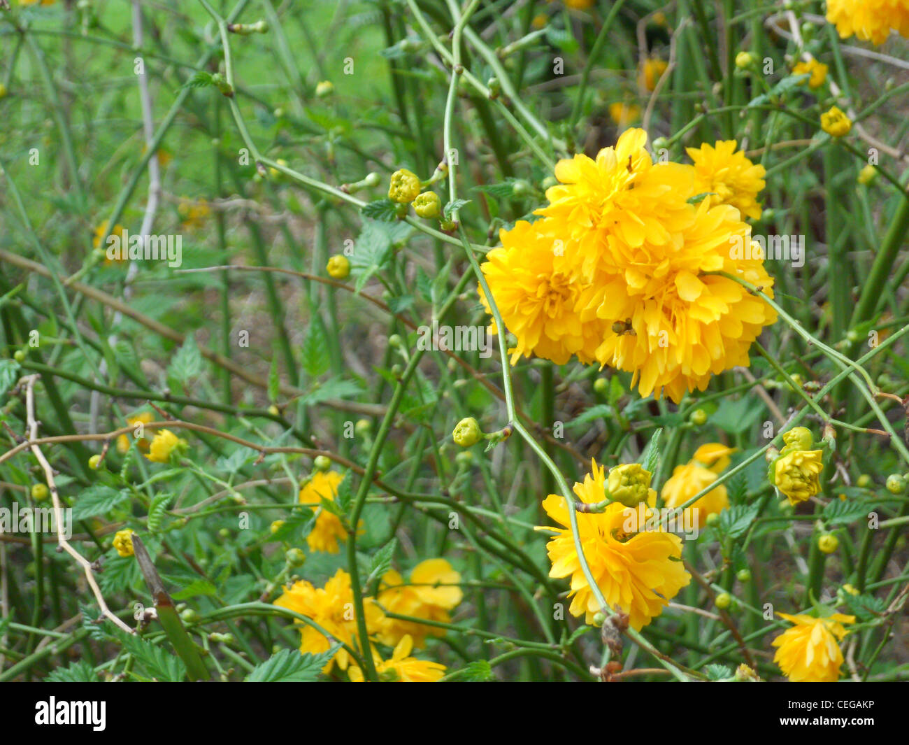 Yellow blossoms at the Arboretum Stock Photo - Alamy