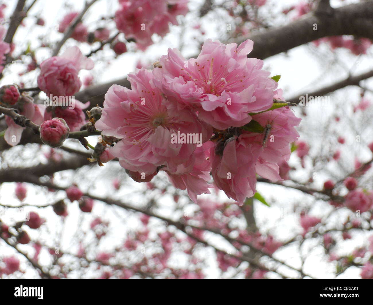 Pink blossoms in the Japanese garden at the Arboretum Stock Photo - Alamy