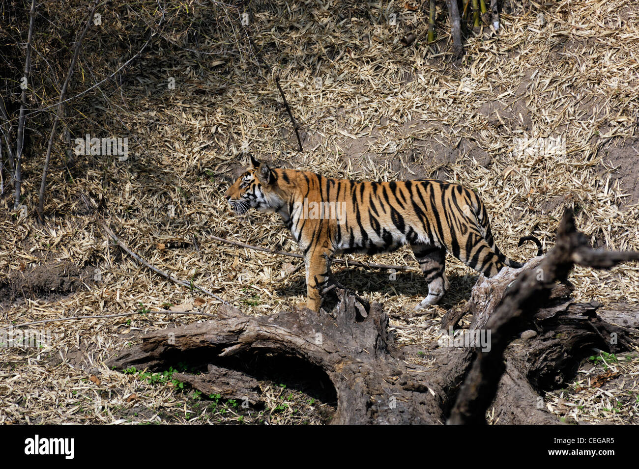 Bengal tiger (Panthera tigris) in Bandhavgarh National Park, Madhya ...