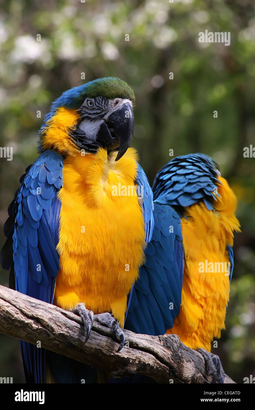 Blue and Yellow Macaw (Ara ararauna Stock Photo - Alamy
