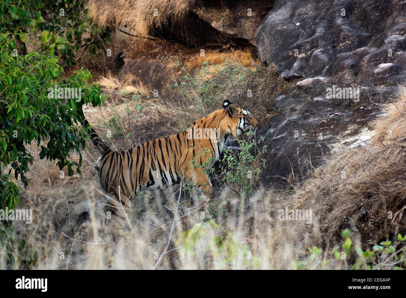Adult male Bengal tiger (Panthera tigris), known as B2 or Sundar in ...