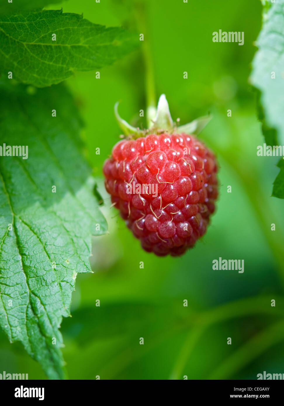 ripe raspberry on the vine, ready for harvesting Stock Photo - Alamy