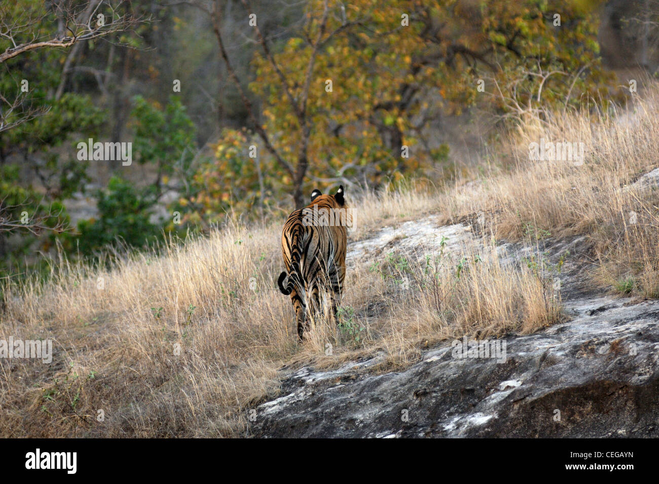 Adult male Bengal tiger (Panthera tigris), known as B2 or Sundar in ...