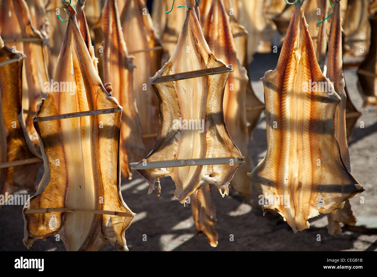 Bacalhau, salted fish drying in the sun at Câmara De Lobos village ...