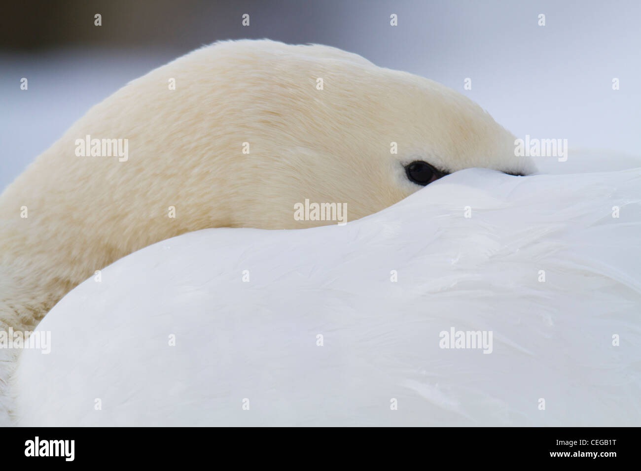 Sleeping swan hi-res stock photography and images - Alamy