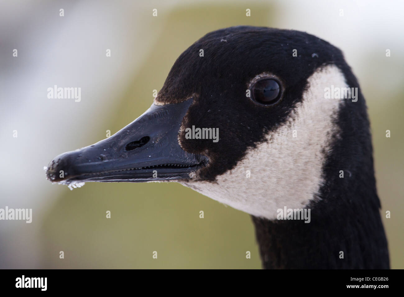 Branta canadensis head hi-res stock photography and images - Alamy