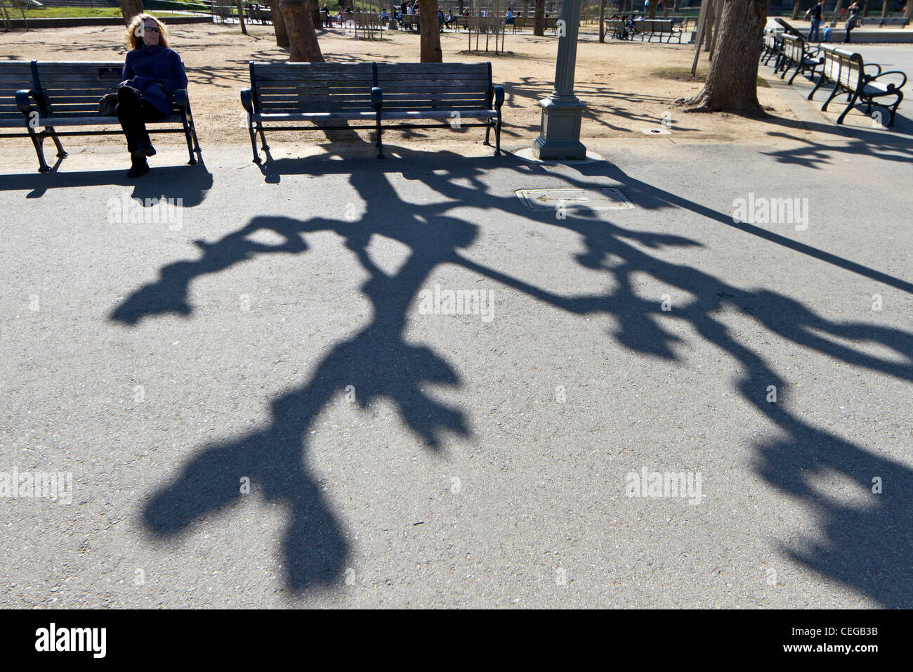 Shadows of a pollarded (pruned) London plane tree (Platanus acerifolia ...