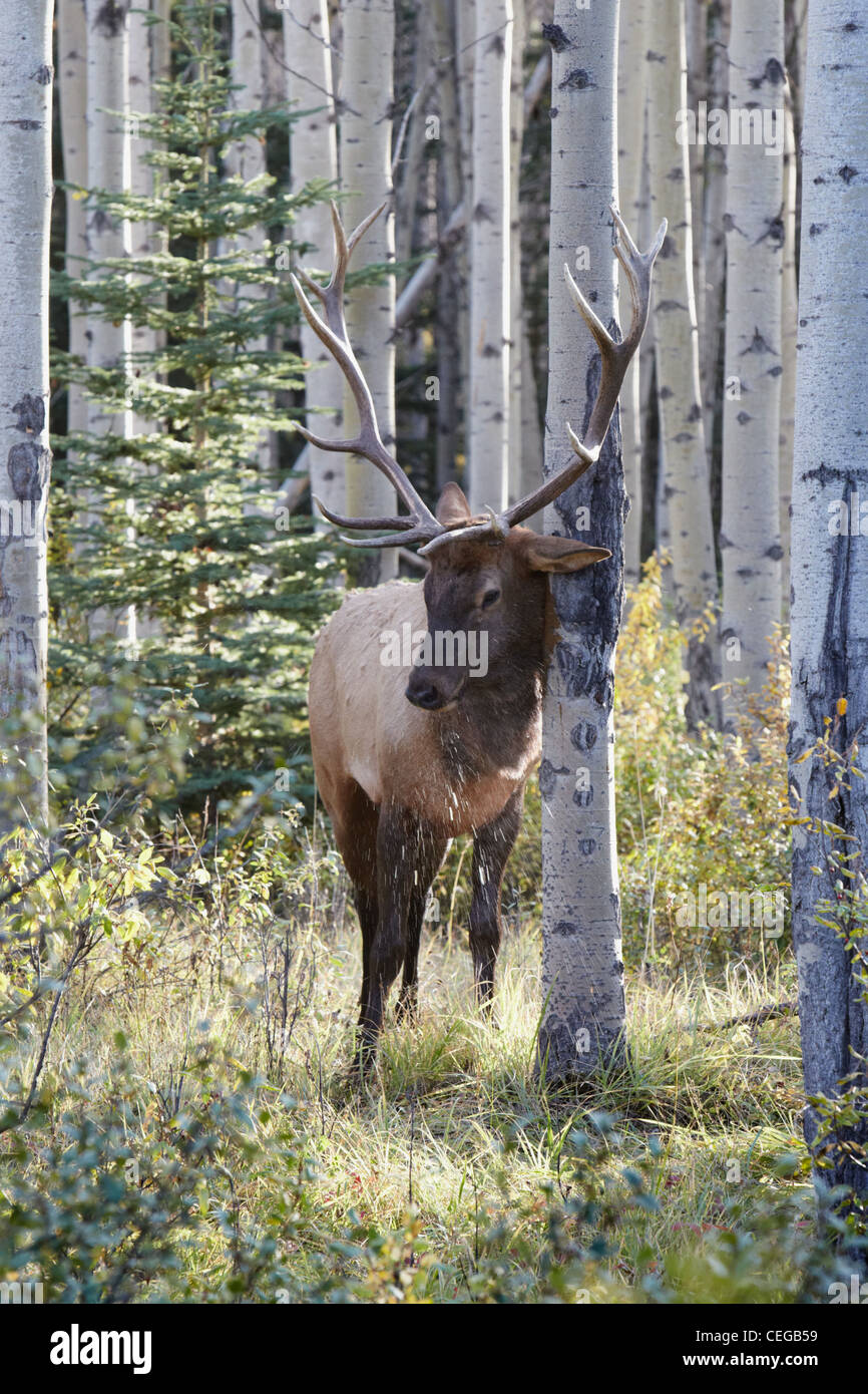 Elk Aspen Tree High Resolution Stock Photography and Images - Alamy