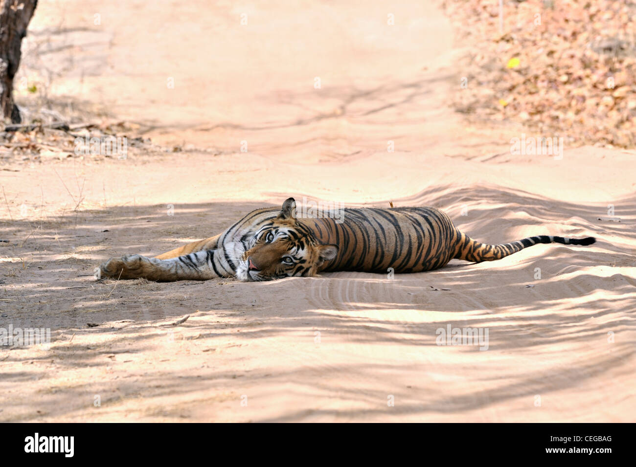 Male Bengal tiger (Panthera tigris) known as Kalwa in Bandhavgarh ...