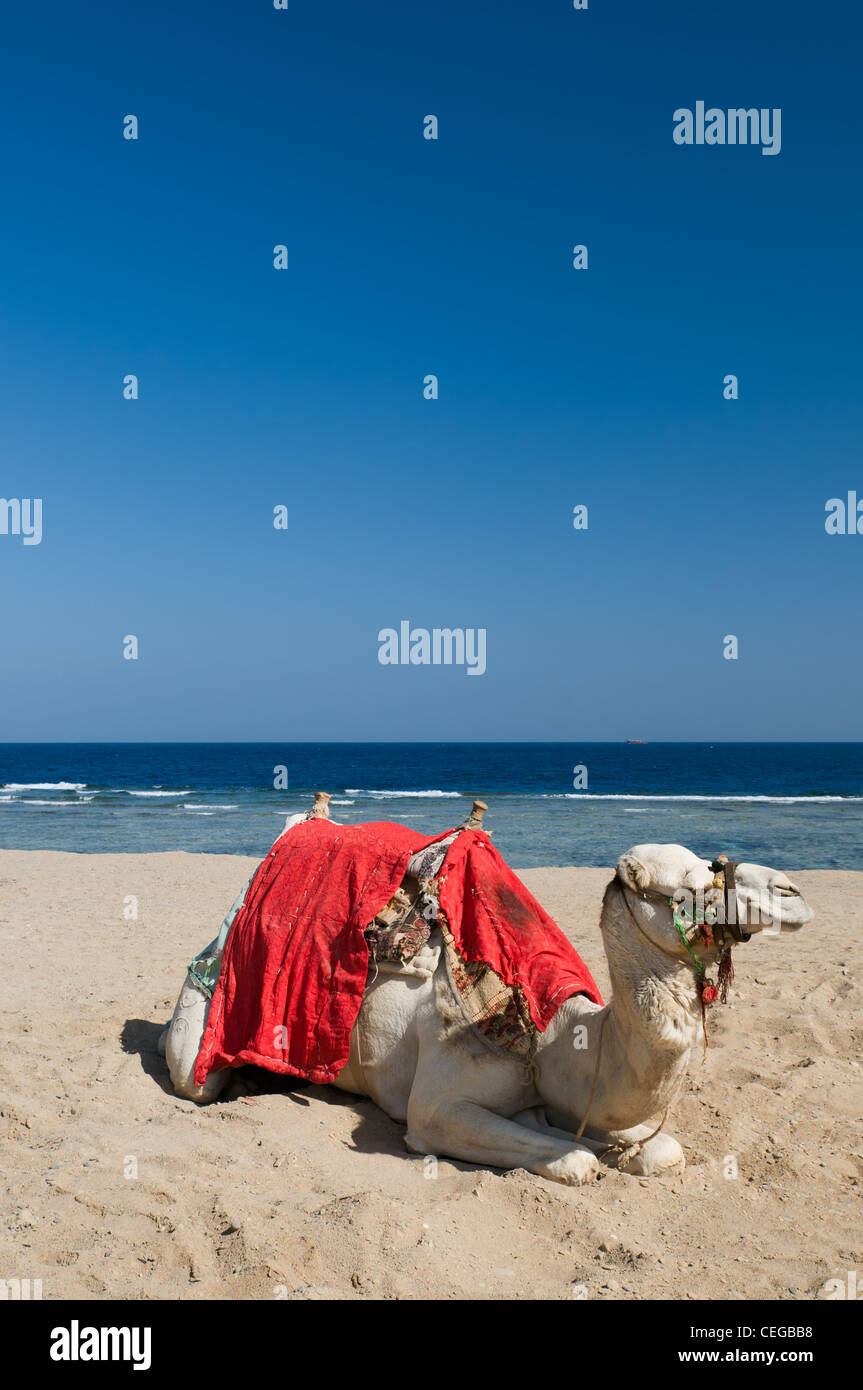 Camel lying beach hi-res stock photography and images - Alamy