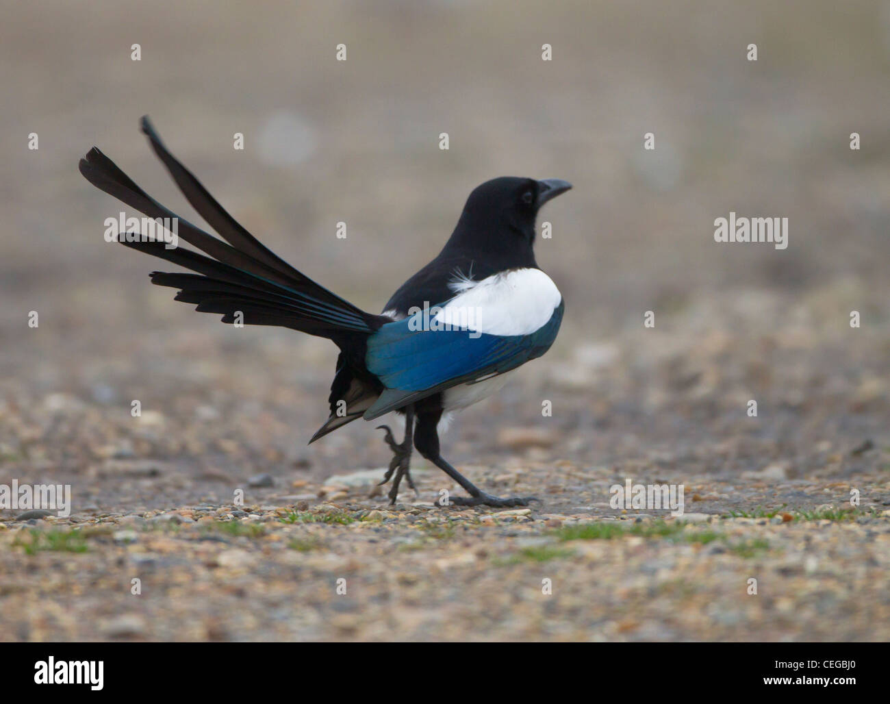 Pica pica hi-res stock photography and images - Alamy