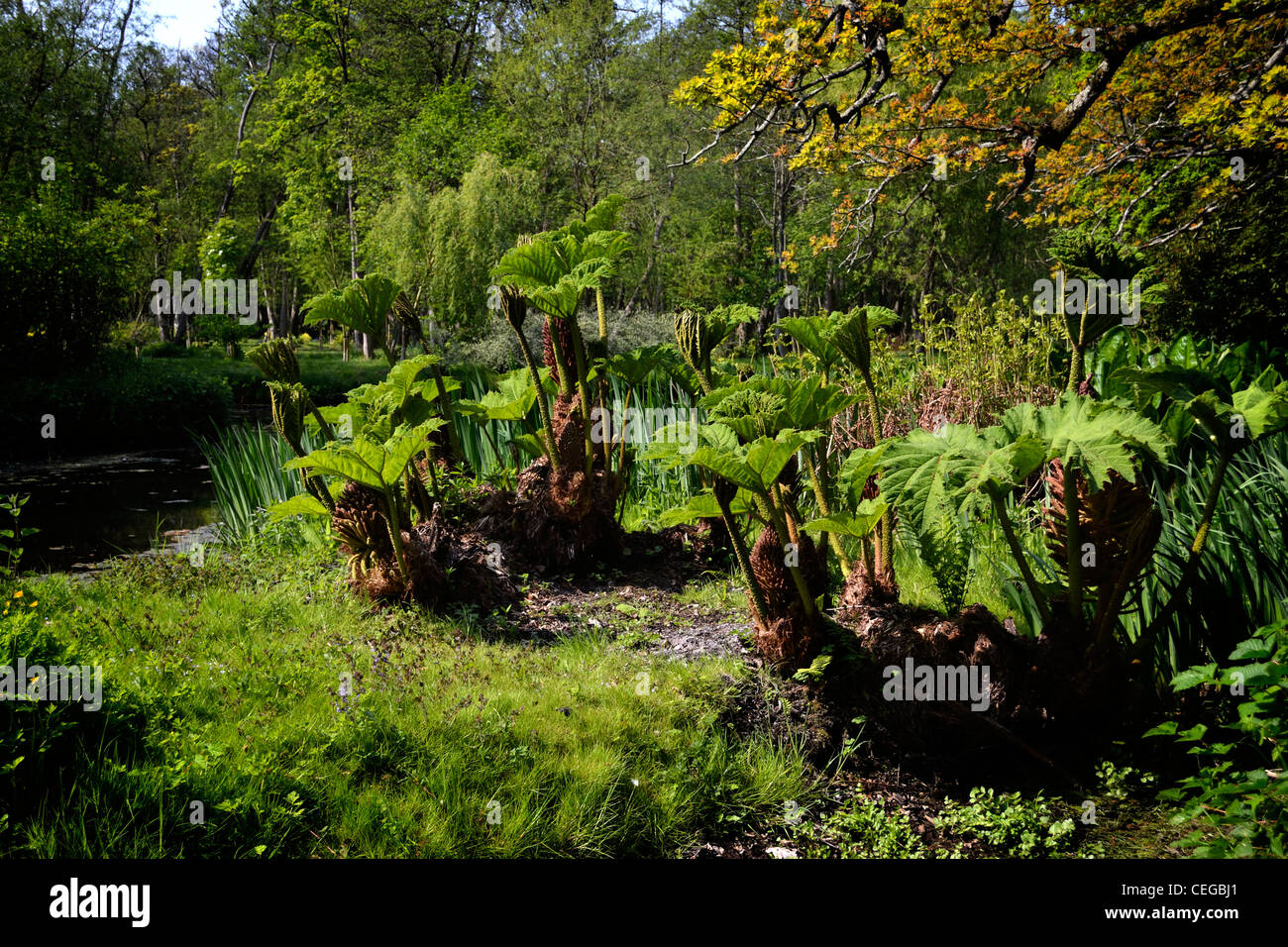 Gunnera manicata growing beside water Stock Photo - Alamy